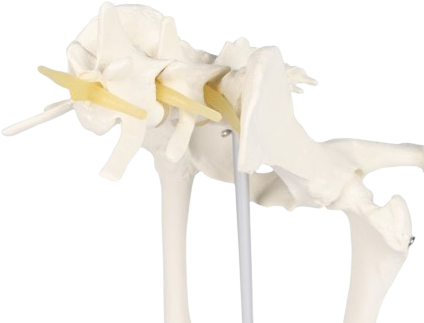 Modèle anatomique de la hanche du chien Erler Zimmer