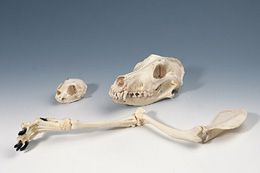 Crâne de chien T30021-2 à 127,80