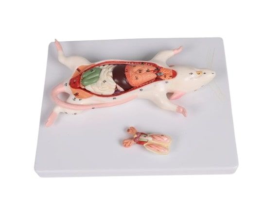 Modèle de dissection anatomique du rat | Girodmedical