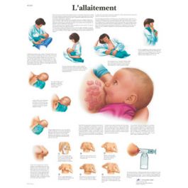 Poster anatomique L'allaitement VR2557UU 3B Scientific à 12,90