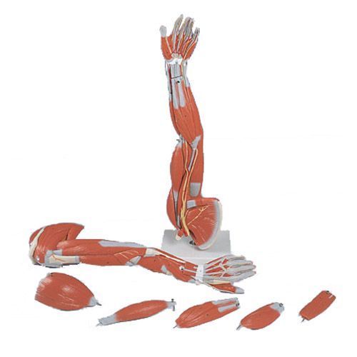 Anatomie muscles du bras en 6 parties à 591,60 € dans Modèle musculaire