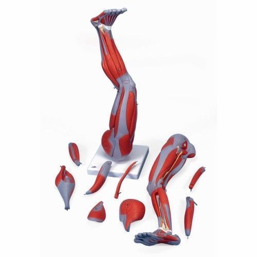 Modèle anatomique des Muscles de la jambe, en 9 parties M20 à 828,00