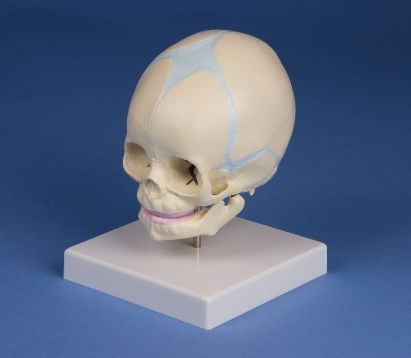 Modèle de crâne de fœtus de 30 semaines 4519 Erler Zimmer à 33.95