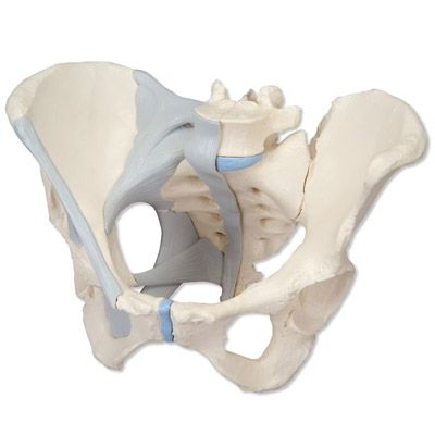 Bassin féminin avec ligaments, en trois pièces H20/2 à 308,40