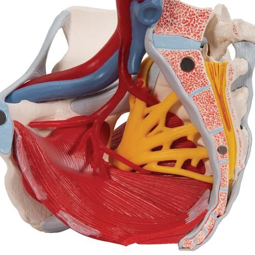 Bassin féminin avec ligaments en six pièces 3B Scientific H20/4