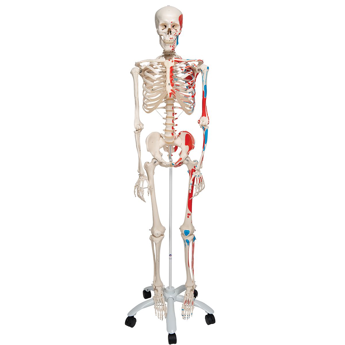 Squelette classique Max sur support à 789,00 € dans Squelette anatomique