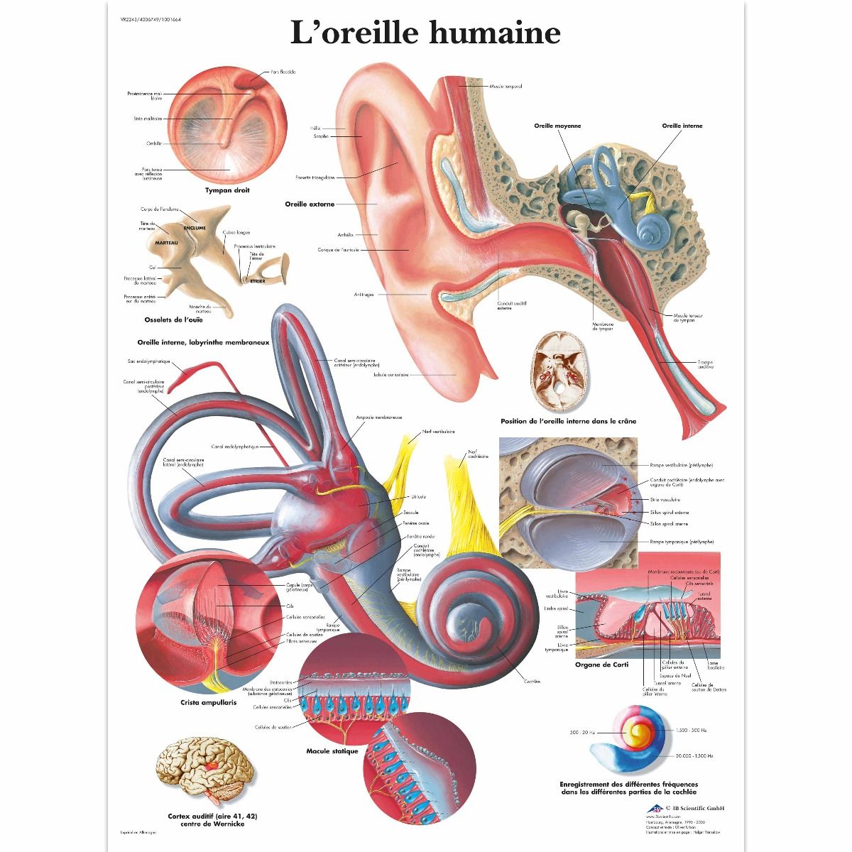 Poster de l’anatomie de l’oreille humaine à 18,90
