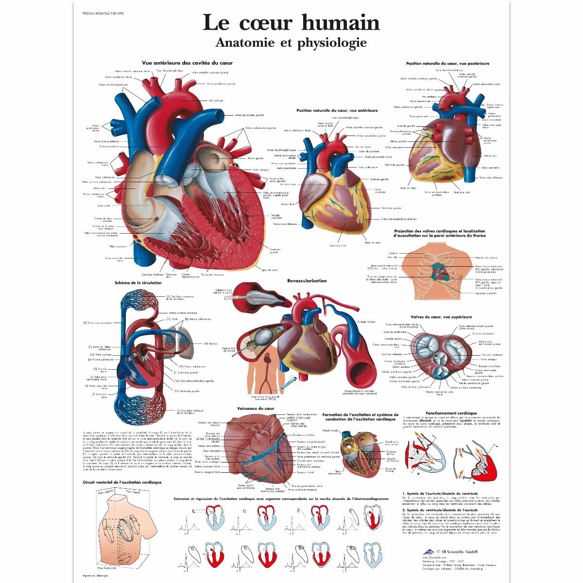 Poster anatomique Le cœur humain qualité supérieure VR2334L à 18,90