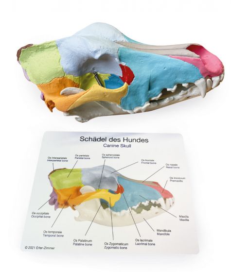 Crâne de chien avec peinture didactique VET1708 Erler Zimmer