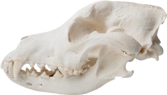 Crâne de chien en os naturels 3B T30021