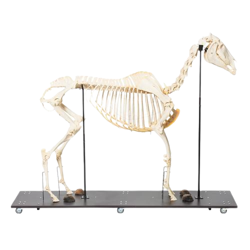 Squelette de cheval T30014 à 29 635,20