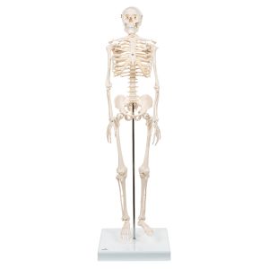 Squelette Anatomique - Squelette Humain achat dès %s GirodMedical