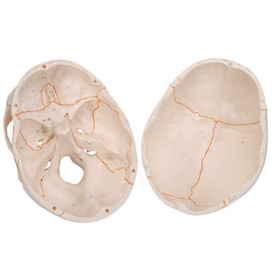 Crâne avec sutures crâniennes A21 à 153,60 € dans Crâne anatomique