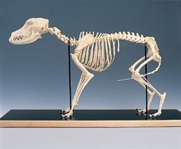 Squelette de chien T30009-2 à 249,83