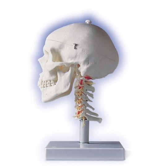 Comment étudier l'anatomie du crâne ? Utilisez un crâne humain anatomique!