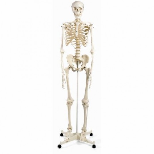 Squelette anatomique : top 5 des meilleurs squelettes en 2018