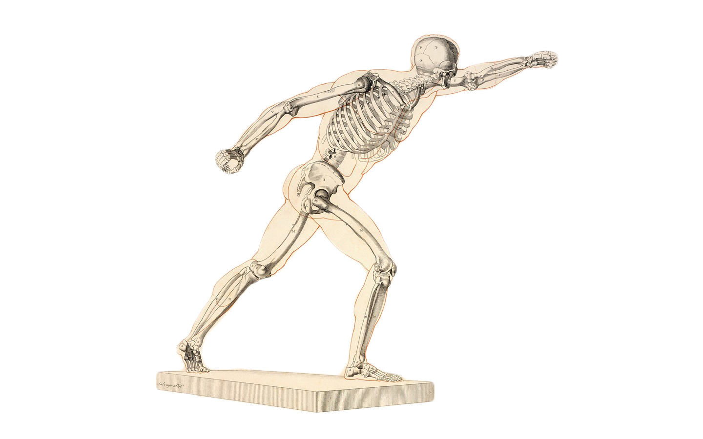 Squelette anatomique : top 5 des meilleurs squelettes en 2018